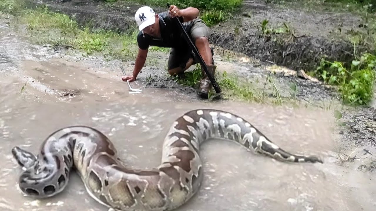 FENOMENA MENEGANGKAN SAAT ULAR PYTHON BUNTET BESAR PENGHUNI LUBANG ...