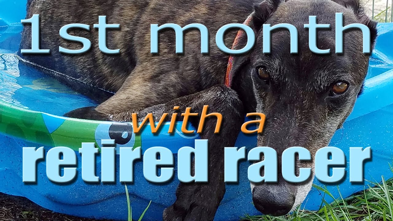 My 1st month with my retired racing Greyhound | Adopt a retired racer ...