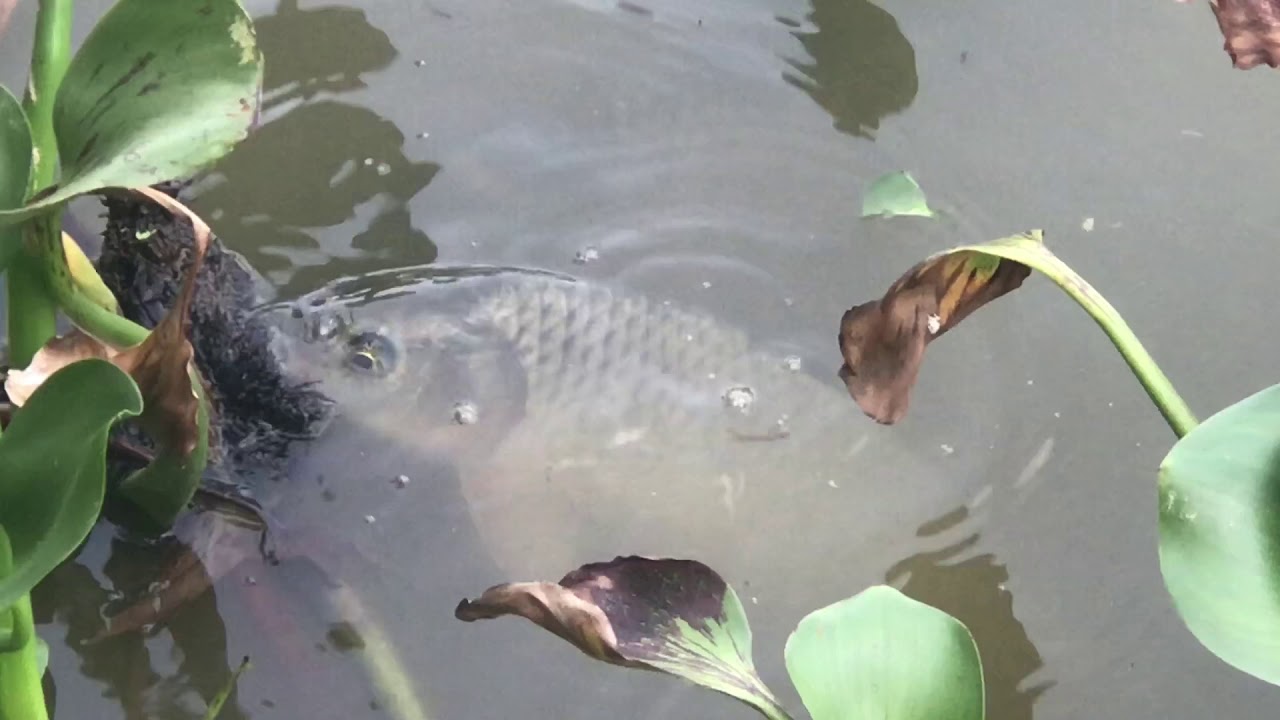 Herds of common carp carp eat water hyacinth - YouTube