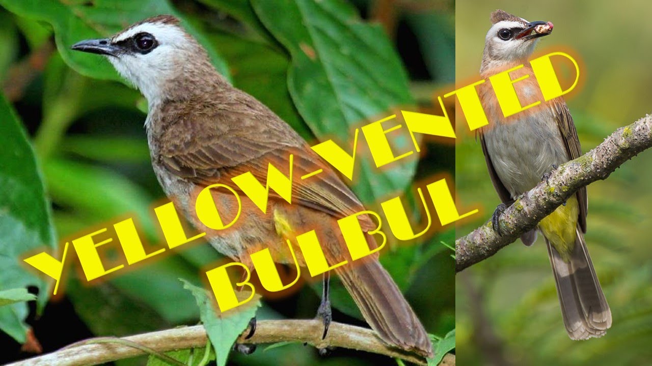 YELLOW-VENTED BULBUL - Bird Fauna Philippines - YouTube