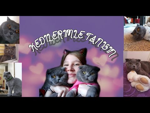 KEDİ KORKUMU NASIL YENDİM? SIDIKA VE ÇAKIL İLE TANIŞIN