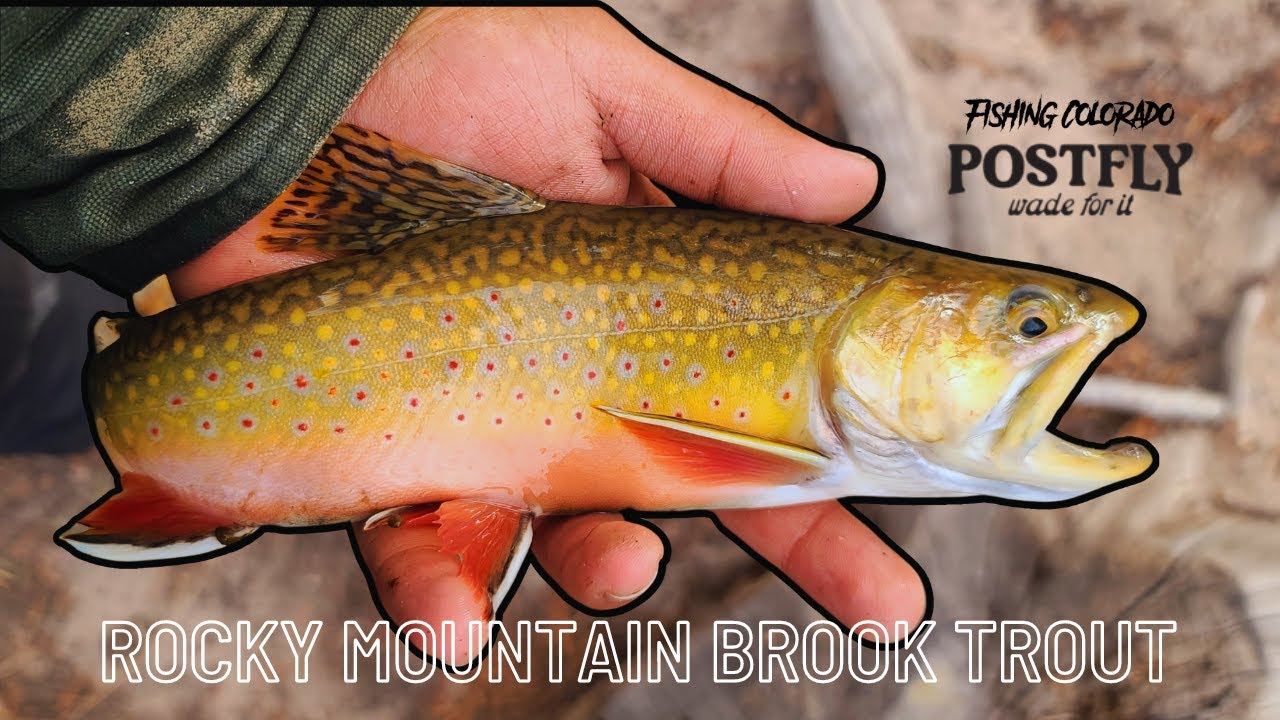 Rocky Mountain Brook Trout Fishing (Colorado) - YouTube