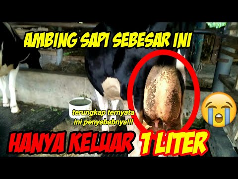 penyebab produksi susu sapi menurun derastis setelah melahirkan hanya keluar 1 liter