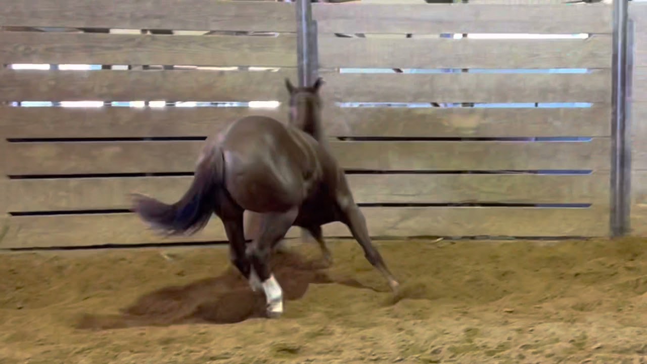 Yearling colt by Dual Smart Rey - YouTube