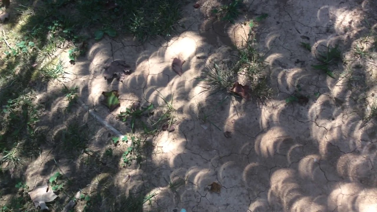 2017 Solar Eclipse Shadow through Tree Leaves - YouTube