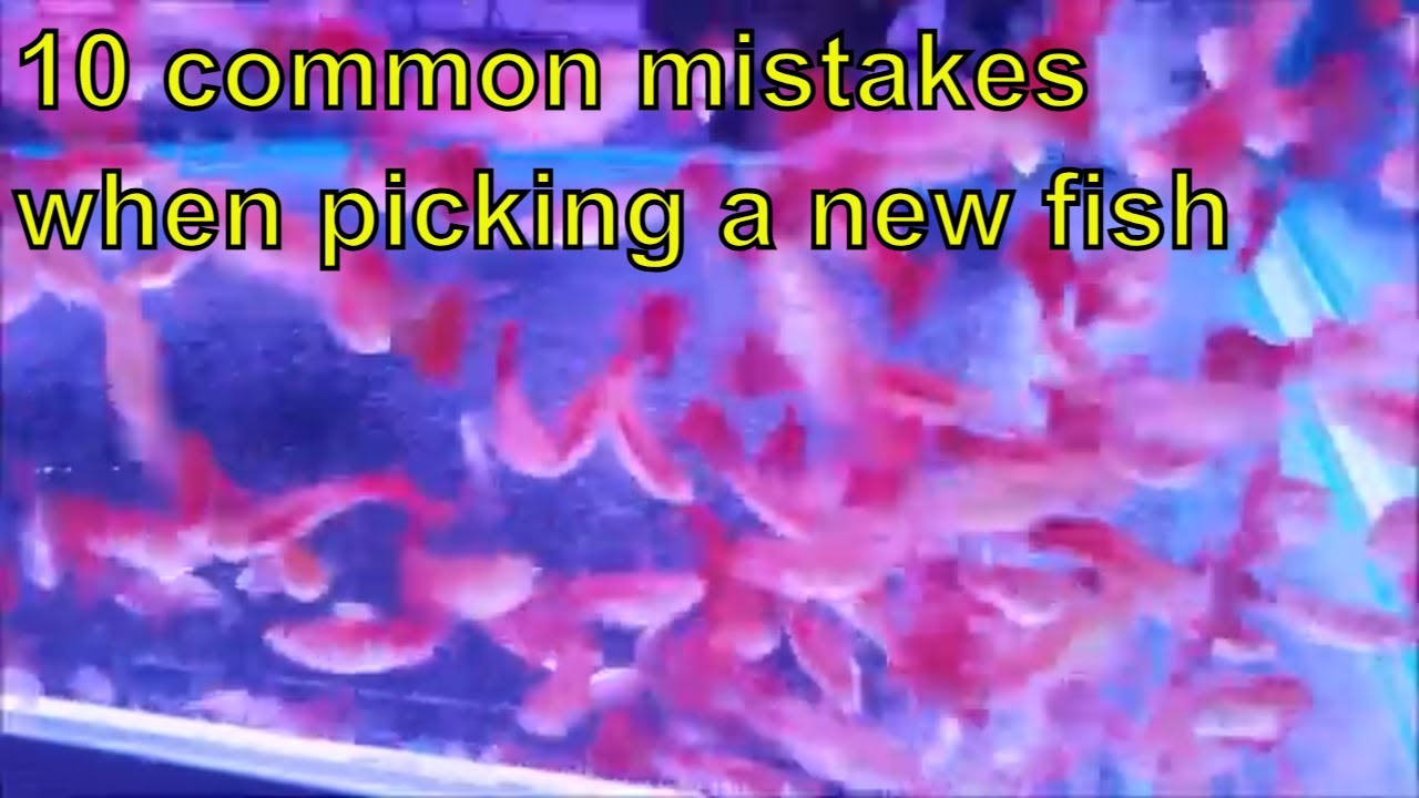 10 common mistakes when buying a new fish to your home aquarium. How to ...