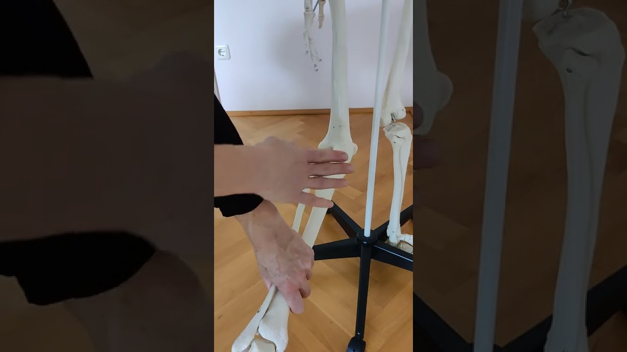 M. triceps surae - Ursprung Ansatz Funktion +Innervation. M ...