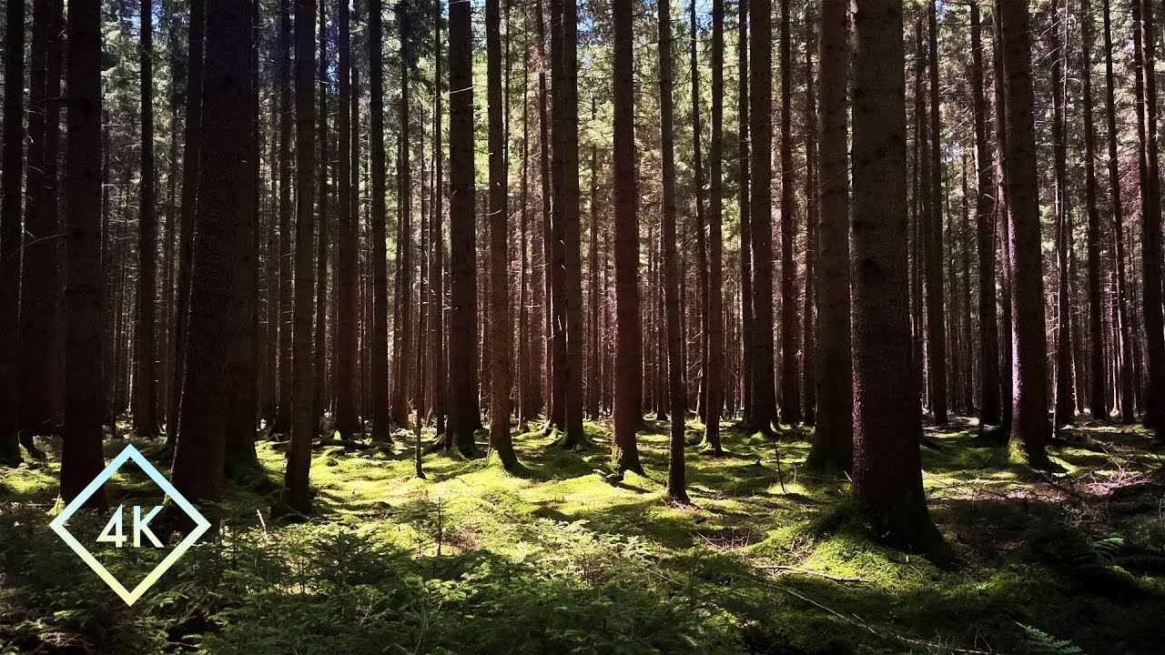 Find Your Inner Calm In The Deep Woods | Forest Nature Sounds to Sleep ...