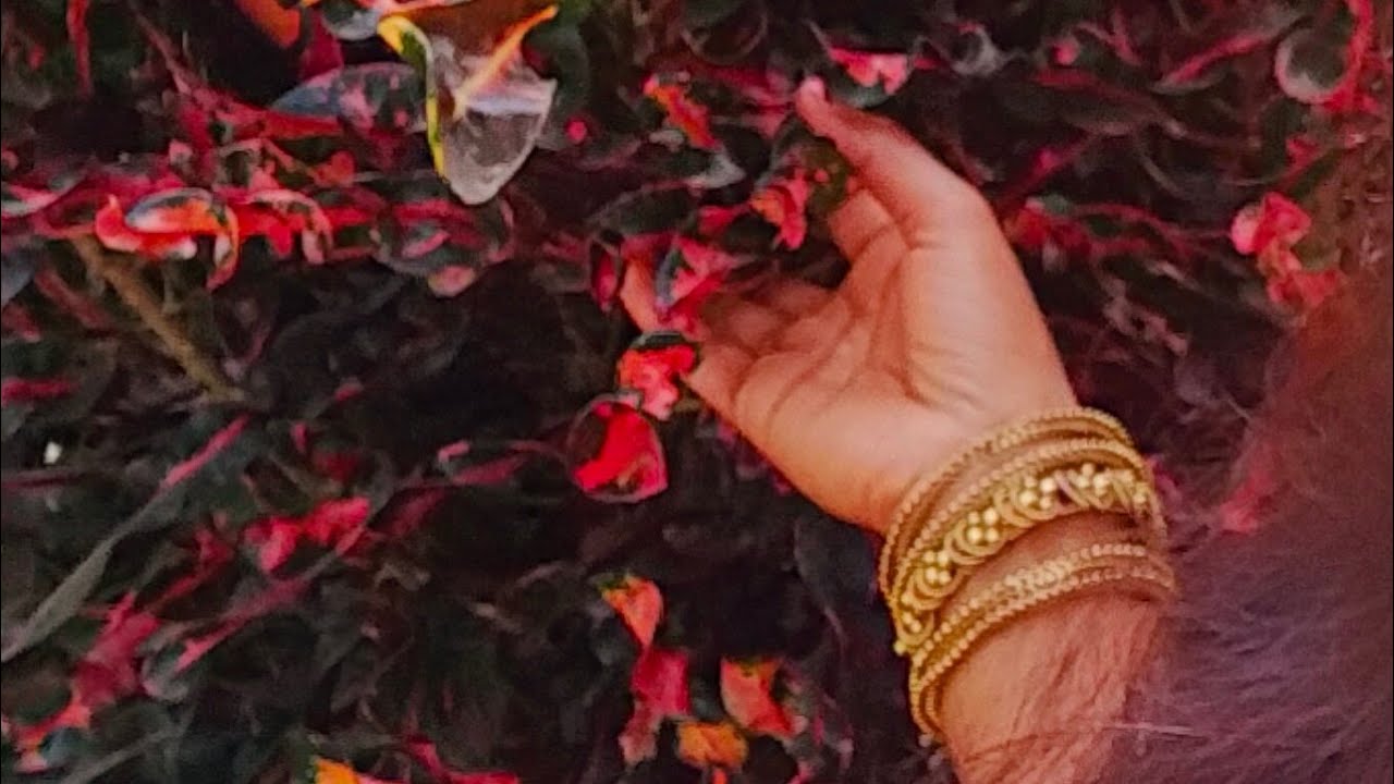 Papiya's Kitchen Vlog is live! - YouTube