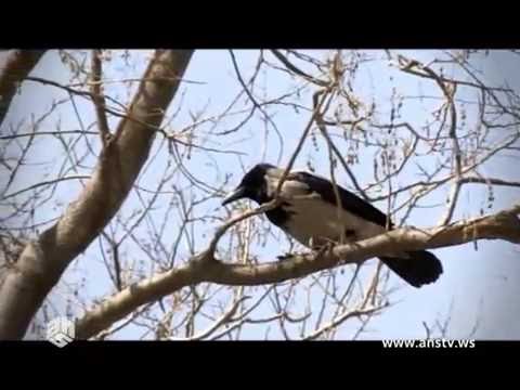 Qarğalar | ANS TV