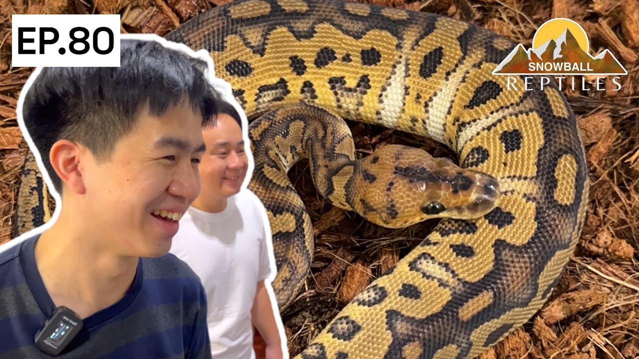 Room tour by Dewdugdui EP.80 | Snowball Reptiles 2/2 ☃️ #Dewdugdui #ballpython - YouTube