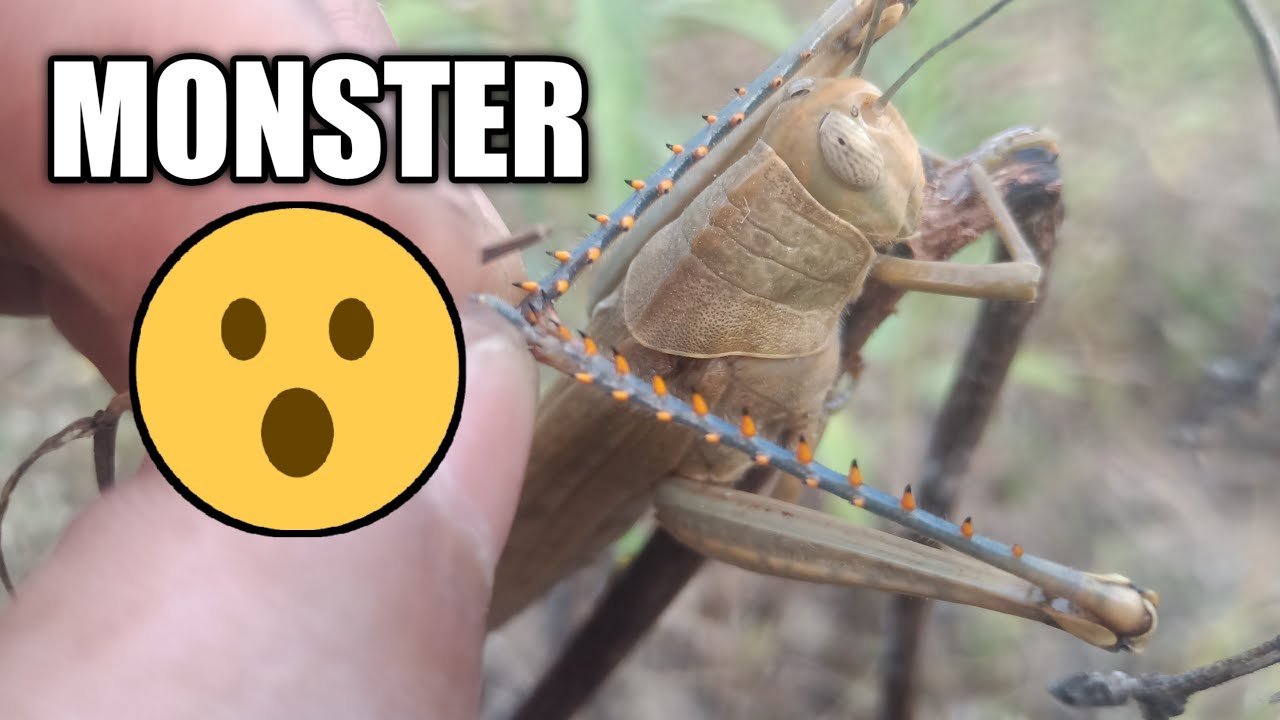 This grasshopper is extraordinary😱 - YouTube