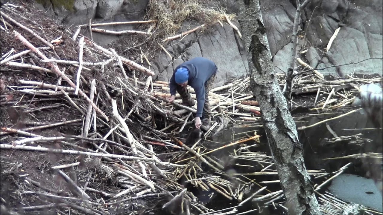 Beverjakt våren 2018, Bäverjakt, Beaverhunt! - YouTube