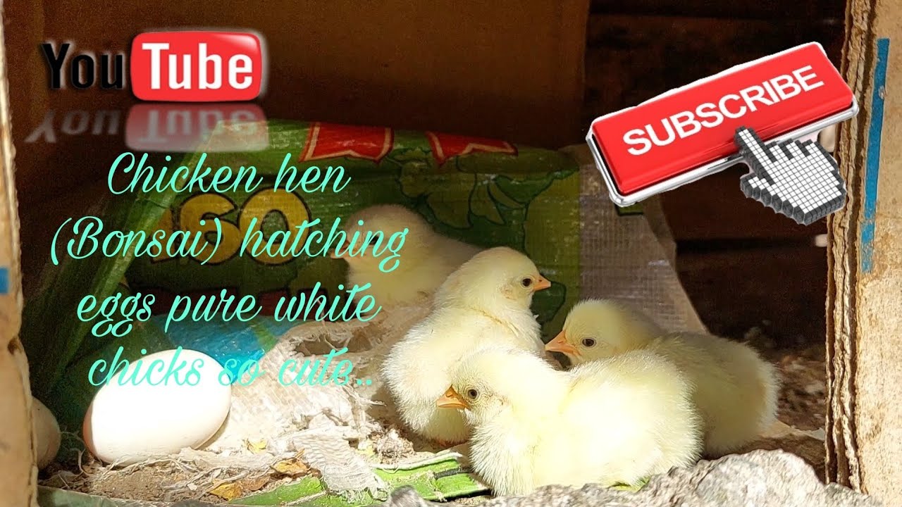 Chicken Hen (Bonsai) hatched eggs pure white chicks so cute..amazing ...