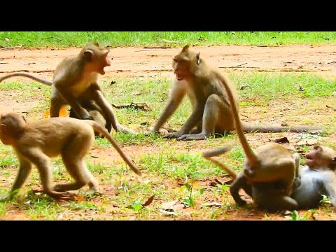 AMAZING BABY MONKEY BOOMING @LIVE MONKEY CHANNEL - YouTube