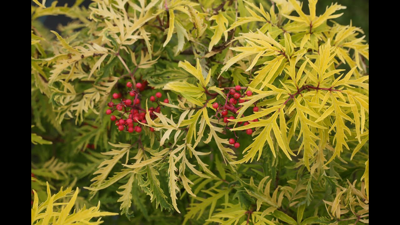 Lemony Lace Elderberry Lemony Lace Elderberry Shrubs For Sale Online