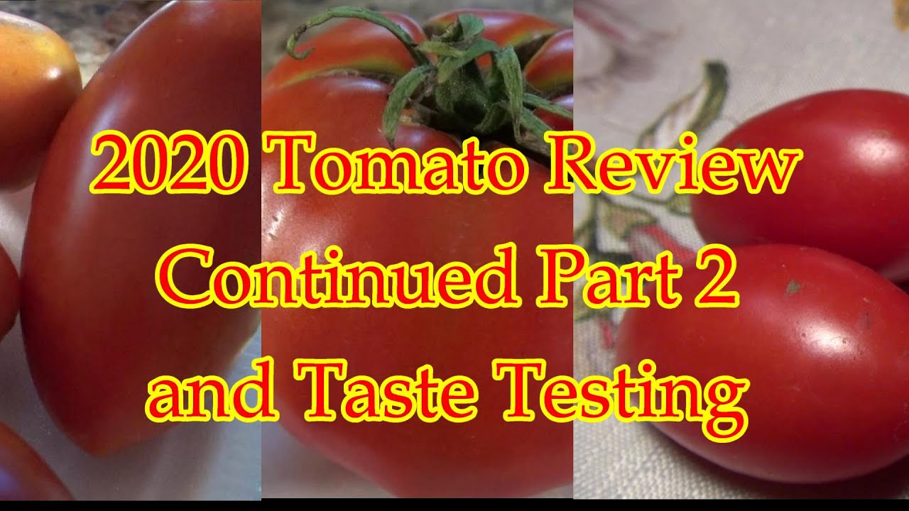 2020 Tomato Review Continued Part 2 & Test Test - YouTube