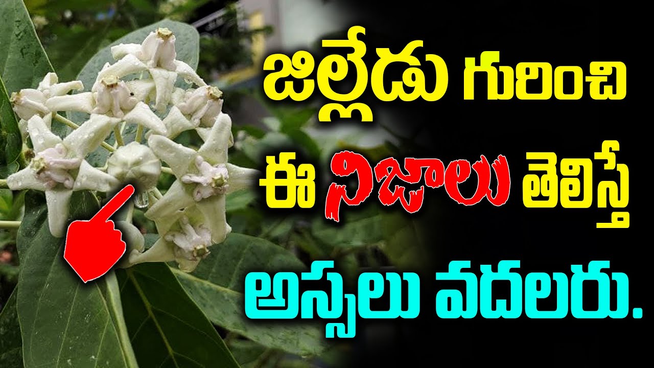 జిల్లేడు గురించి ఈ నిజాలు తెలిస్తే అస్సలు వదలరు || jilledu plant uses ...