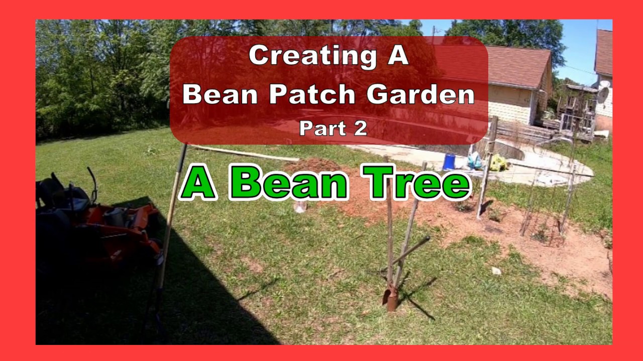 Creating A Bean Patch Garden Part 2 A Bean Tree - YouTube