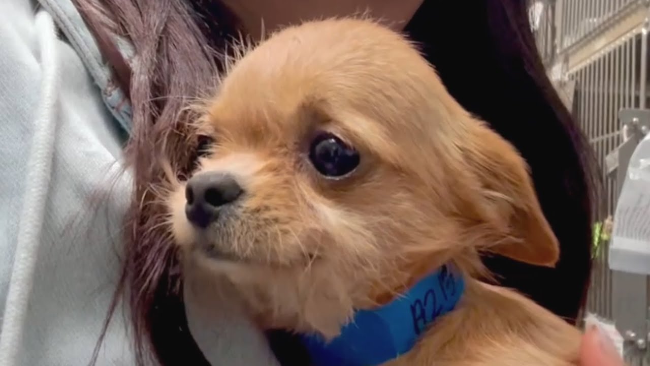 Dog has questionable manners but his face... - YouTube