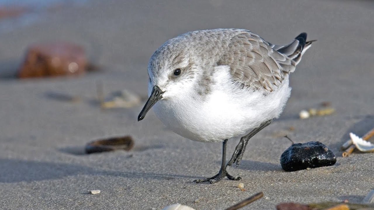 Peaceful Relaxing Instrumental Music, Soft Meditation Music "Summer ...