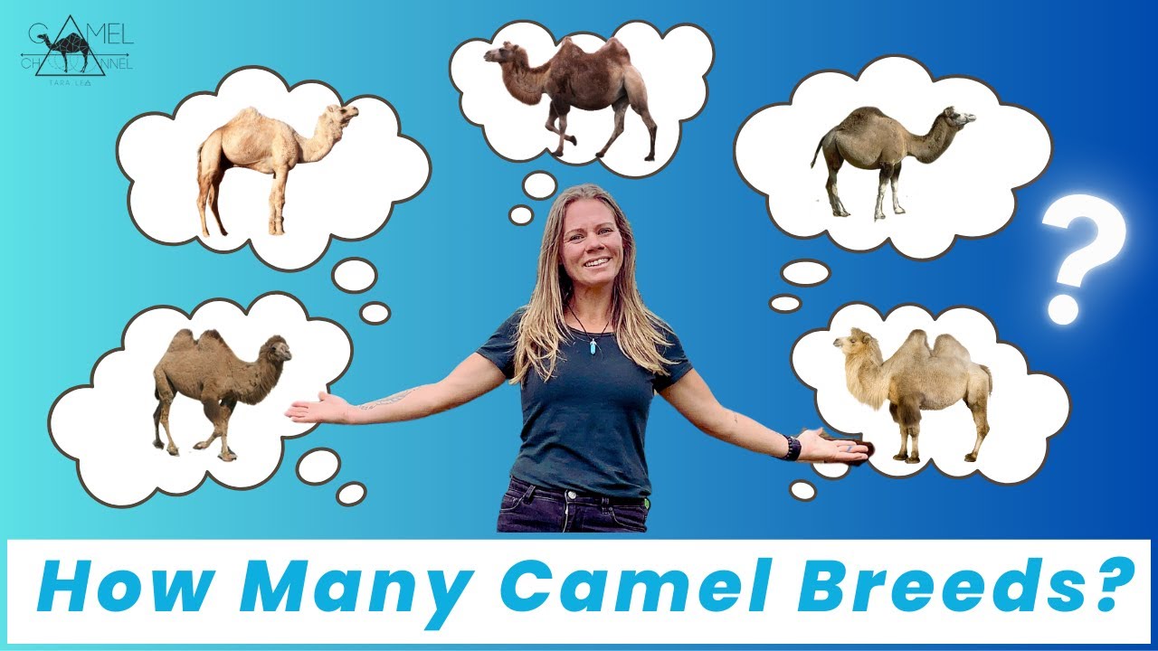 Camel Breeds Explained: Dromedary, Bactrian, Wild and Hybrids - YouTube