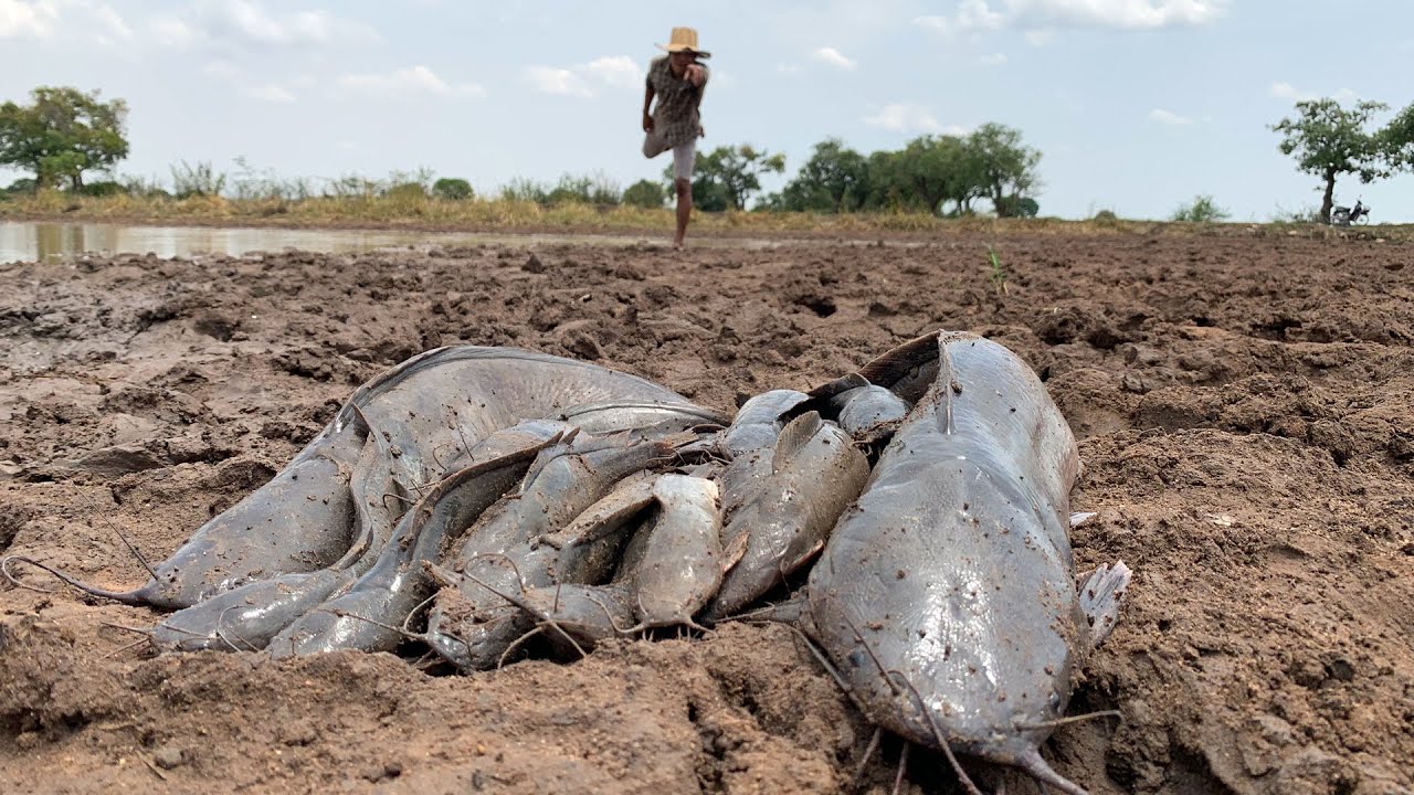 The best dry season for catching catfish in mud 2020 - YouTube