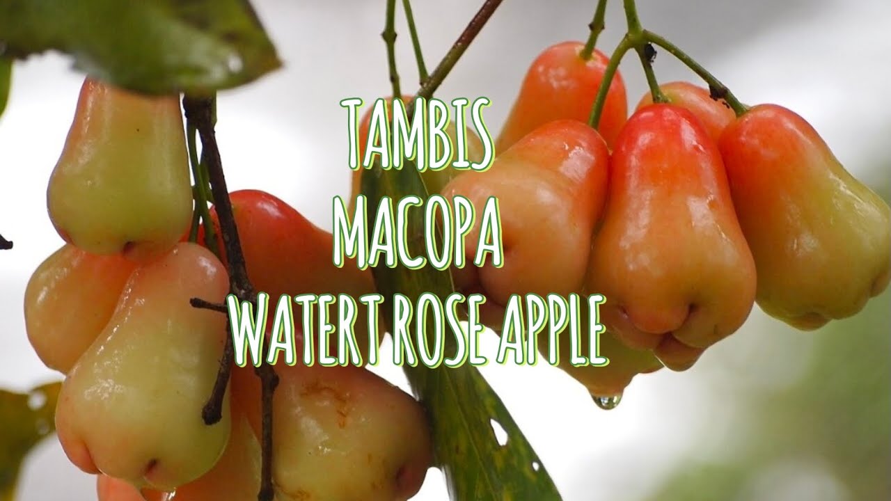 TAMBIS OR MACOPA OR WATER ROSE APPLE #plants #fruit #nature #macopa # ...