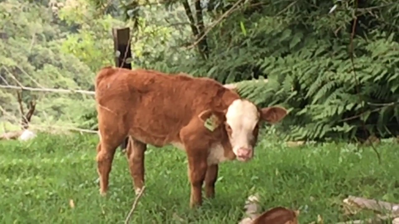 Simmental Canada - YouTube