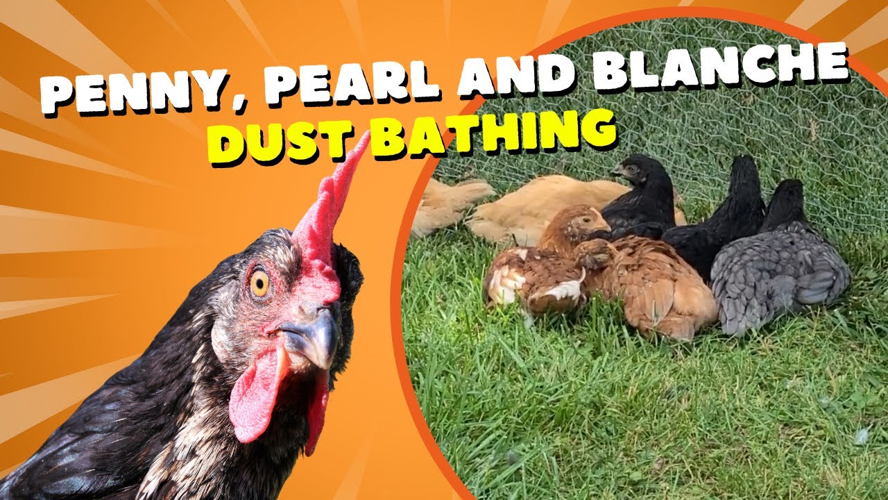 Penny Pearl and Blanche dust bathing - YouTube