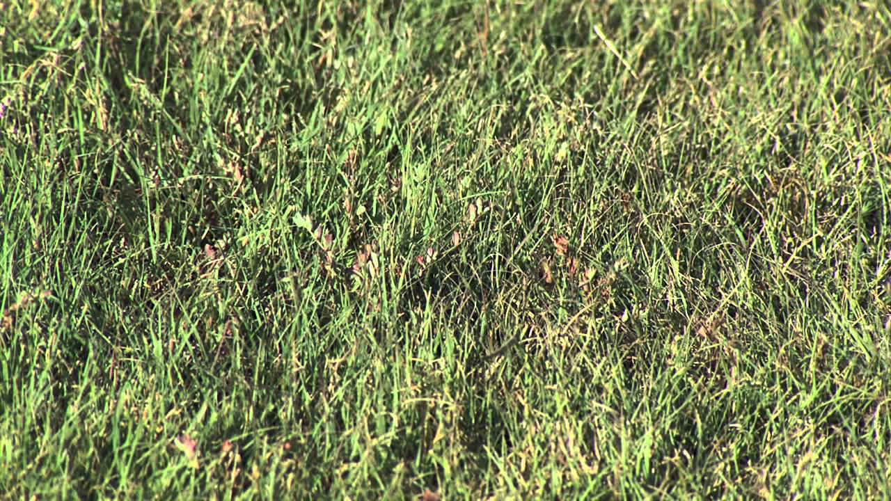 Drought Resistant Turfgrass - YouTube