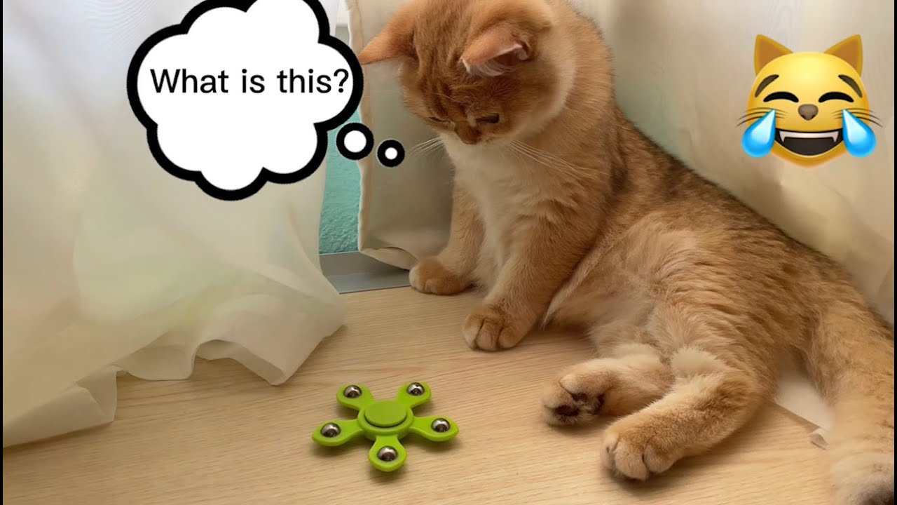 CAT REACTING TO DIFFERENT OBJECTS - YouTube