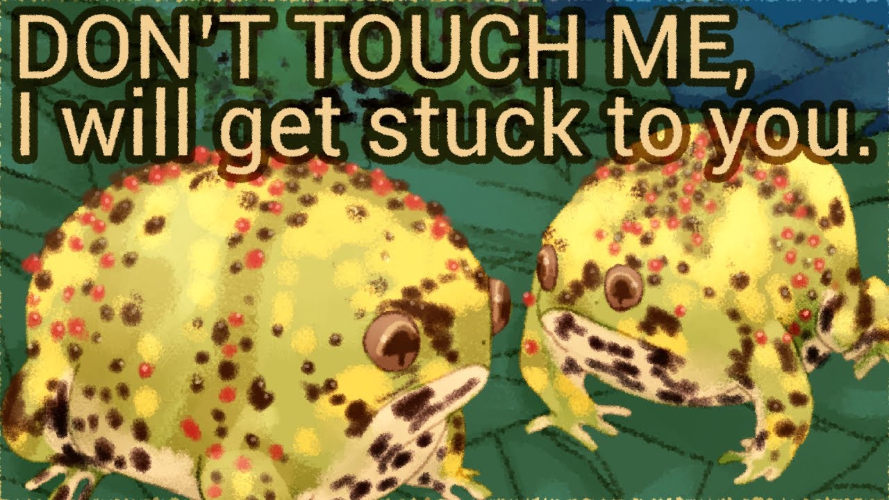 This frog glues itself to women (Catholic Frog) - YouTube