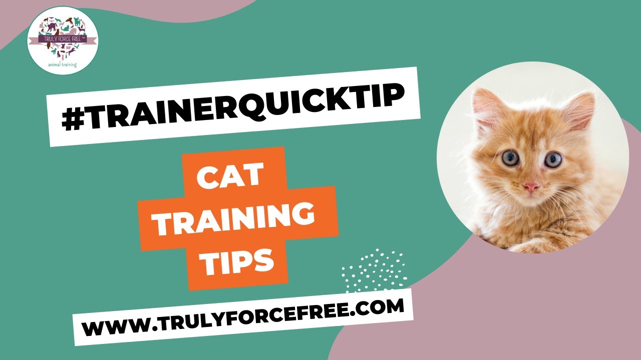 #trainerquicktip Cat Training Tips - YouTube