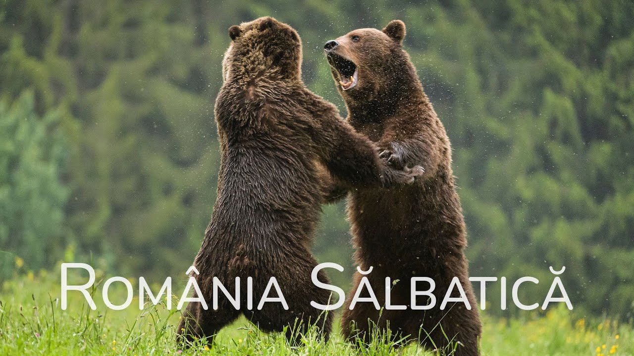 România Sălbatică - trailer - YouTube