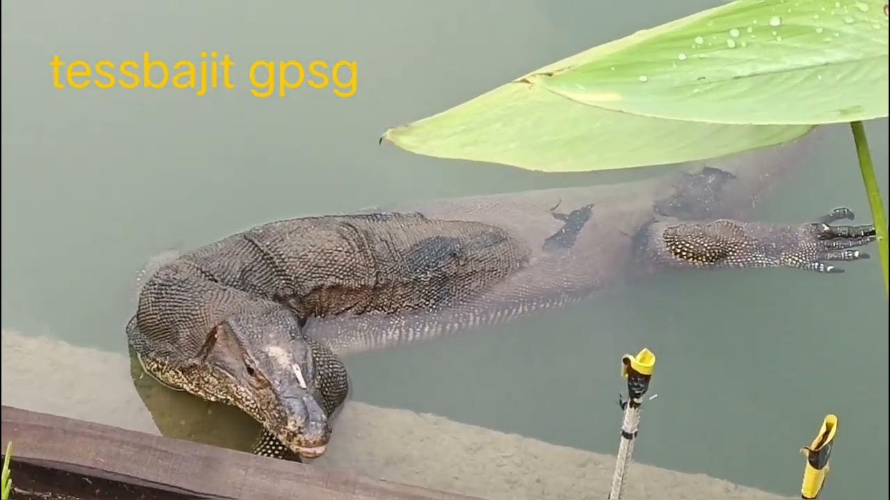 The King Monitor Lizard - YouTube