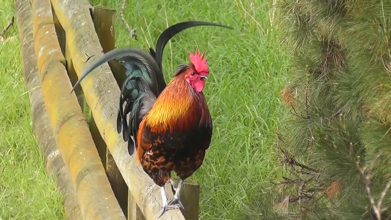 Rooster - YouTube