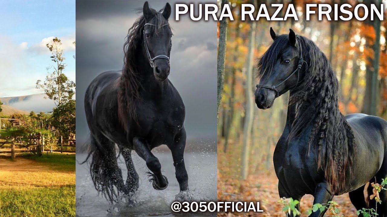 CABALLOS FRIZON - ARABES - MOROS - ANDALUZ - Adiestramiento desde Tik ...