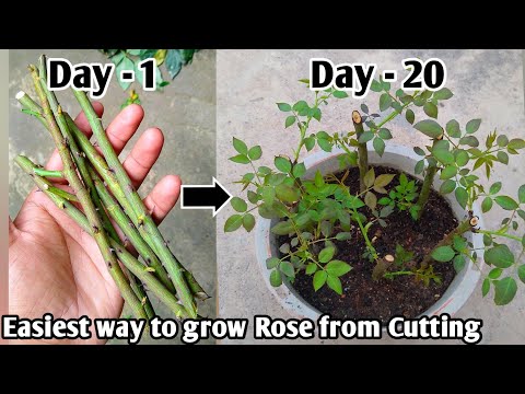 Supper Easiest way to grow Rose from Cutting inHindi with Update How to ...