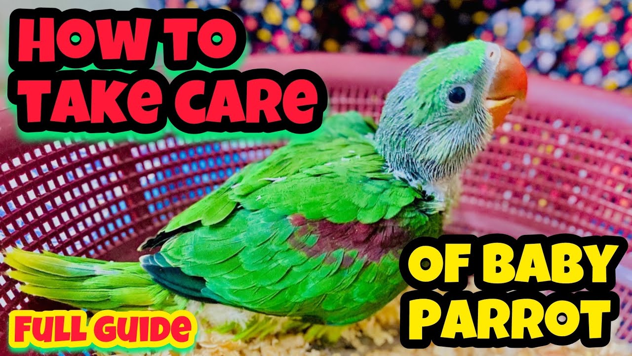 How to take care of baby parrot || In summer and winter ?? - YouTube
