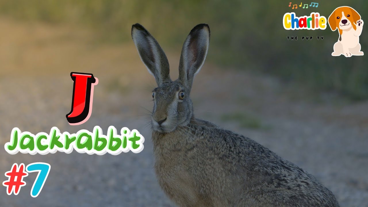 ABC Animals Song for Kids #7 | Learn the Alphabet #abcd - YouTube