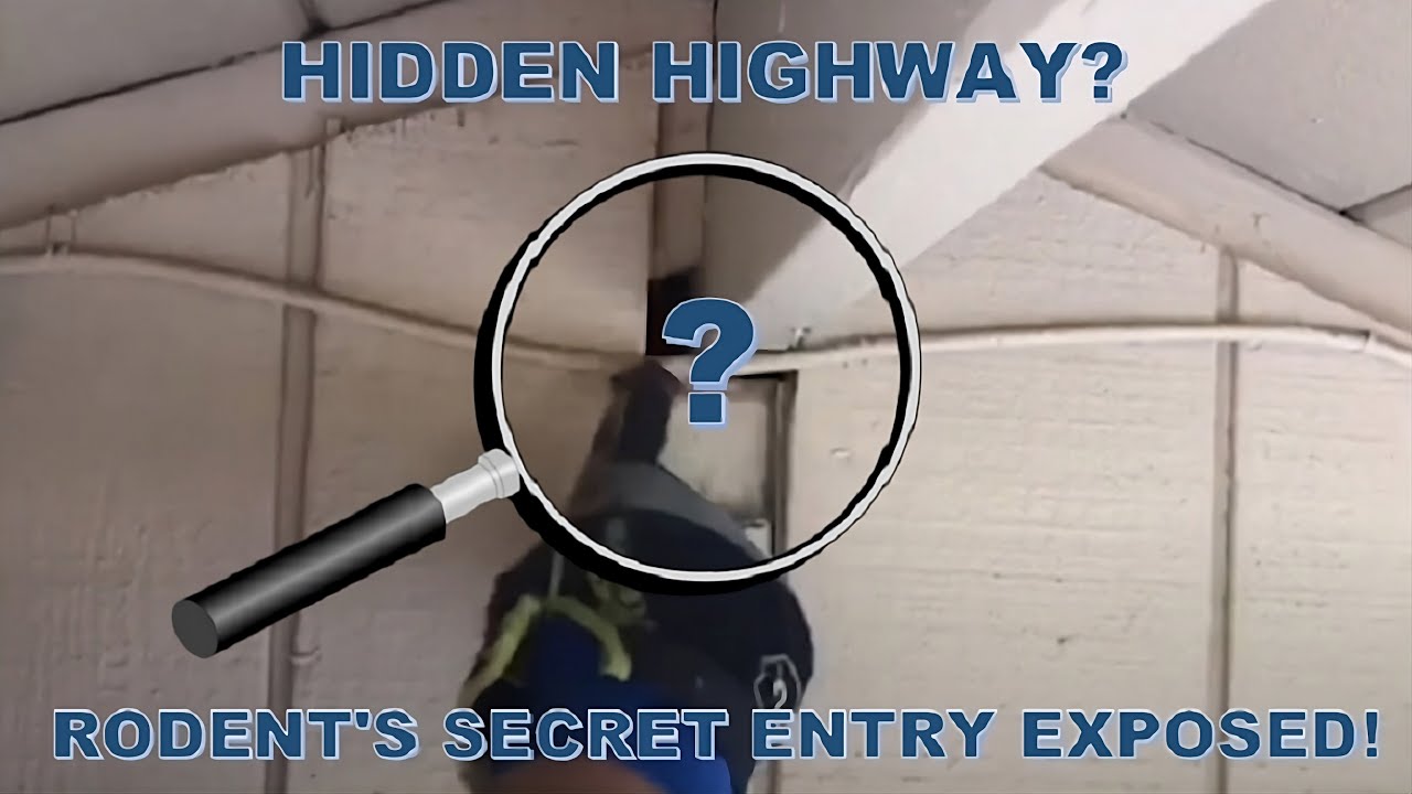 Secret Rat Trails Exposed! How Rodents Sneak into Your Attic (Must See ...