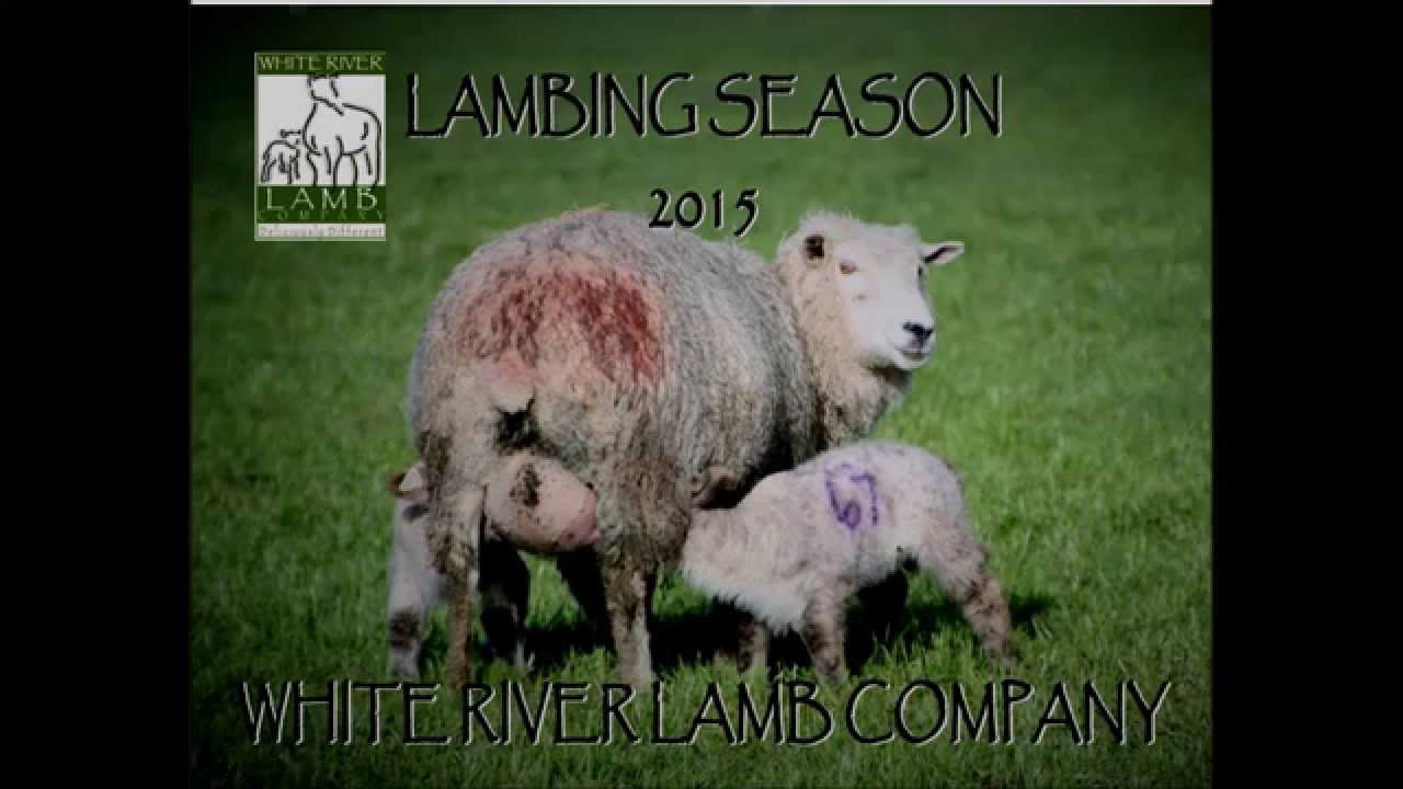 2015 Lambing Season at White River Lamb - YouTube