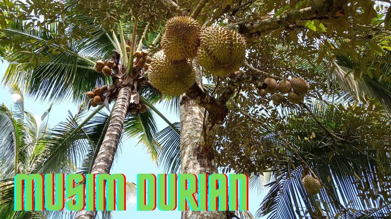 Musim Durian || Durian Season #durian - YouTube
