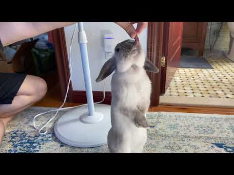 sound on! holland lop rabbit buzzing and clucking! #shorts - YouTube