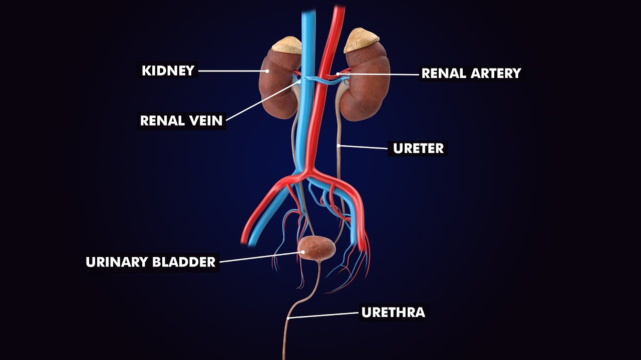 Urinary System for Beginners | Fun & Simple Explanation - YouTube
