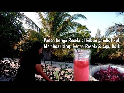 MEMBUAT Sirup Bunga rosela segar | Panen bunga rosela dilahan gambut ...