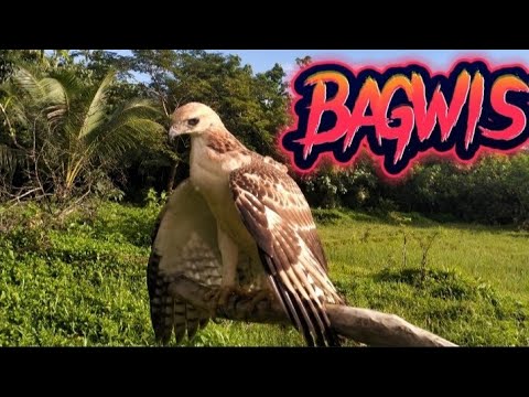 Ang lakas na ni bagwis ll Philippine Eagle - YouTube