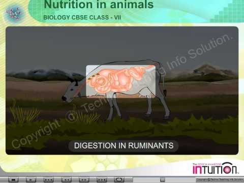 NUTRITION IN ANIMALS - 15 DIGESTION IN RUMINANTS.avi