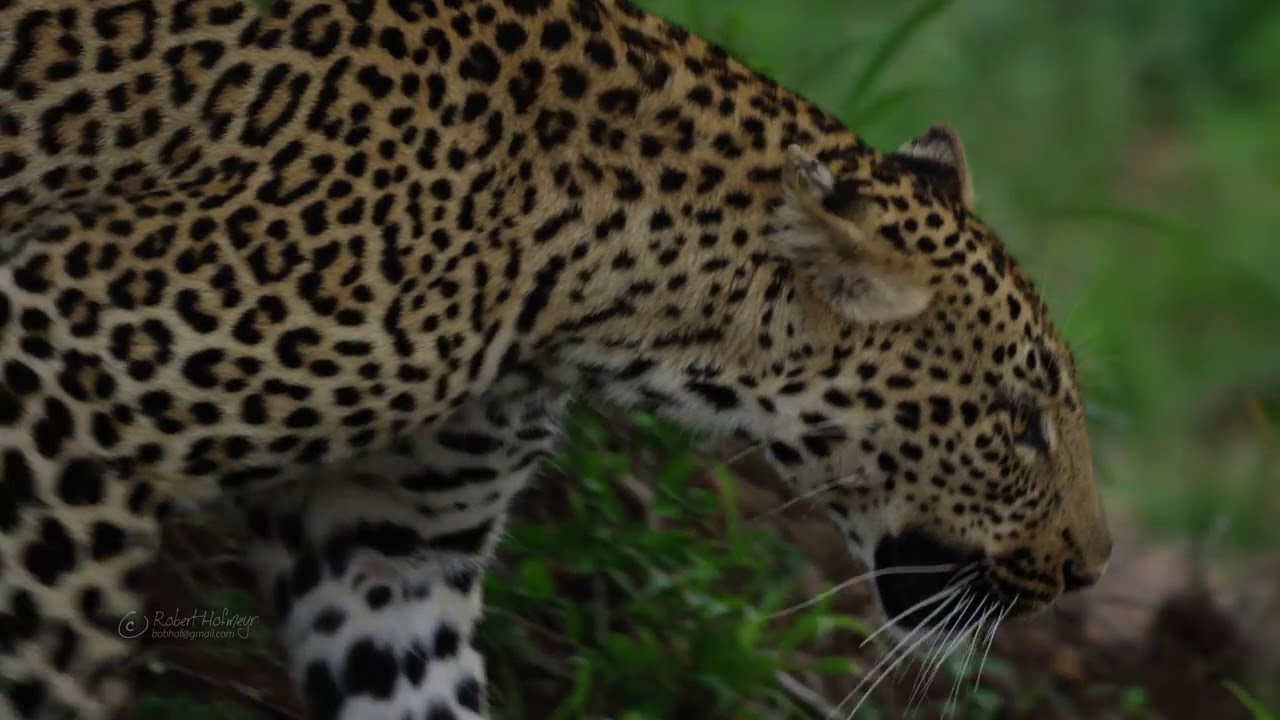 Nature Reel - YouTube